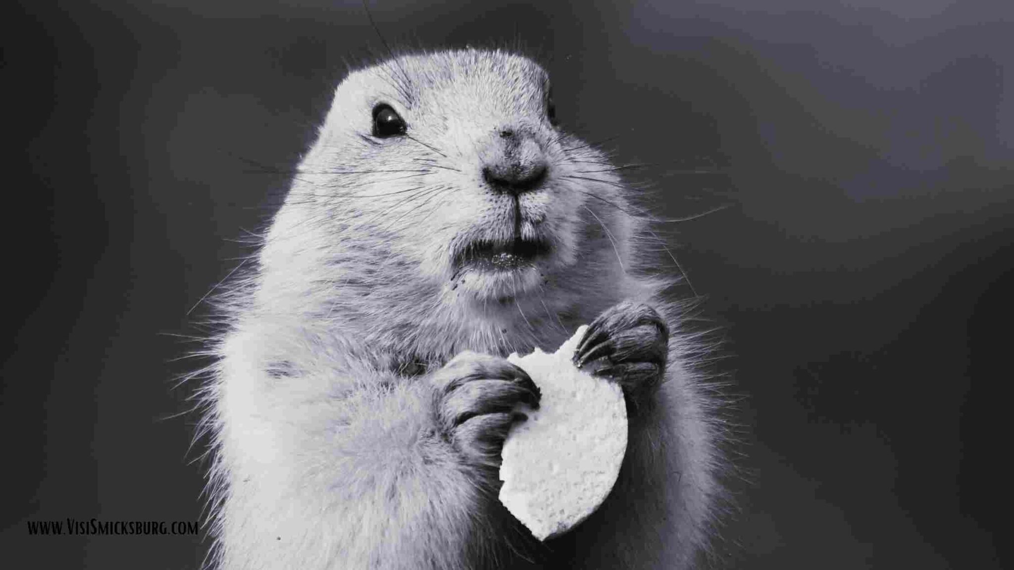 Discovering All about Punxsutawney Phil Groundhog: The Weather-Reading ...